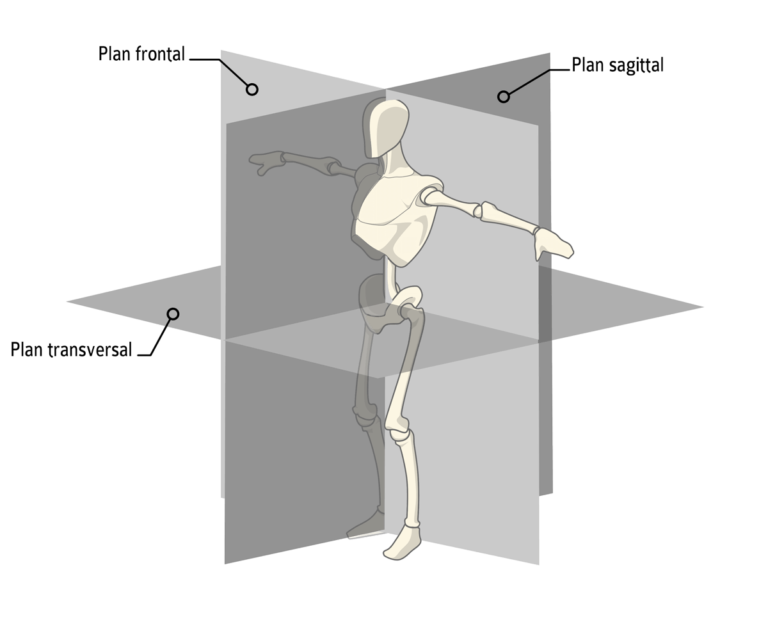 Les repères des plans anatomiques - cabinetpsychomot