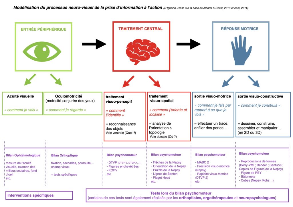 Regard psychomoteur sur les processus neurovisuels : de la prise d ...